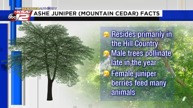cedar tree facts