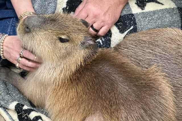 capybara attacks lady