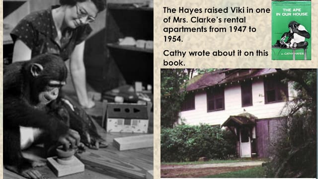 humanzee documentary