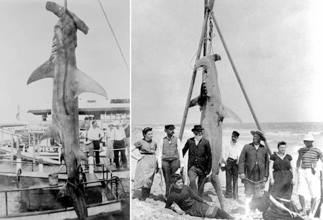 hammerhead shark attack florida