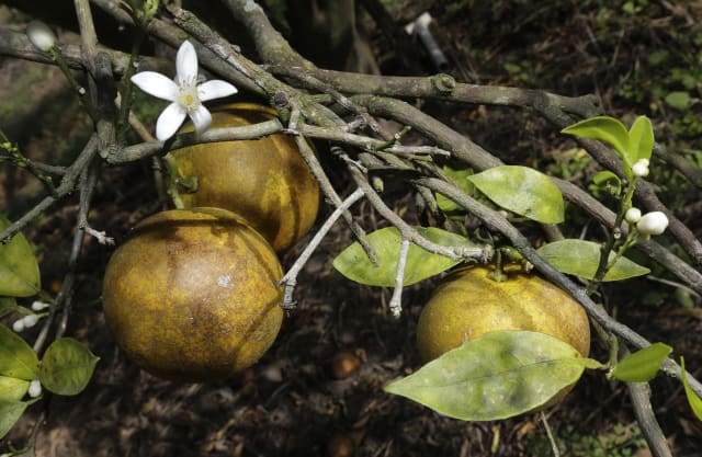orange tree fruit problems