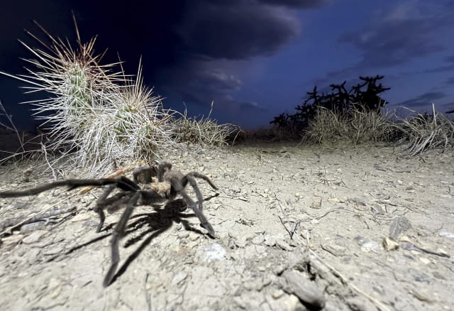 araneus cavaticus mating