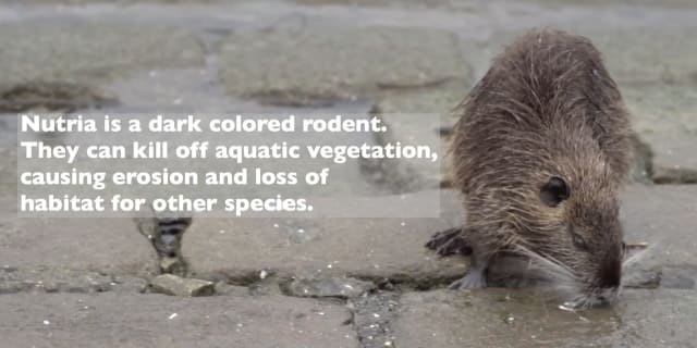 invasive species animals in texas