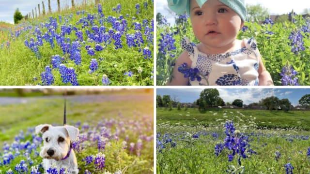 🔒The best of the best bluebonnets: 15 photos you have to see out of Texas