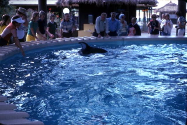 50 Aniversario De Seaworld