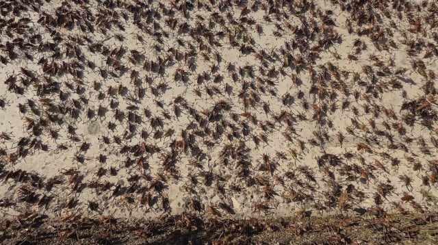 Blood-red crickets invade Nevada town, residents fight back with brooms ...