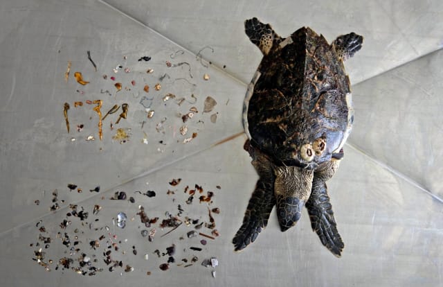 turtle plastic pollution