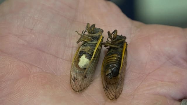 zombie combat simulator bug