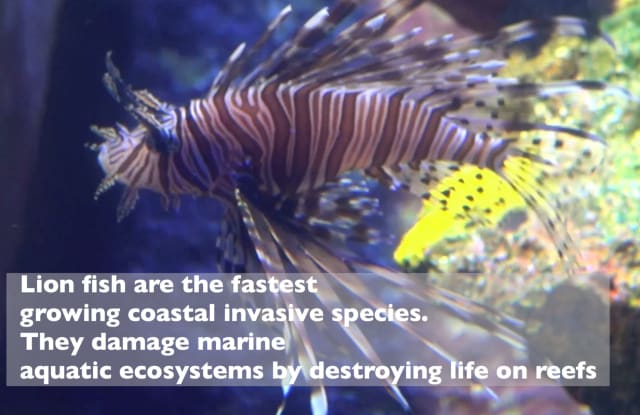 invasive species animals in texas