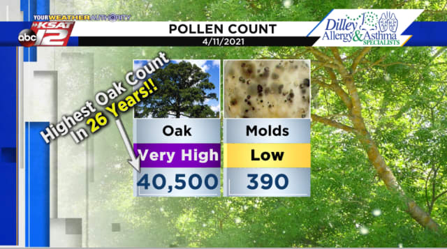 oak tree pollen worms