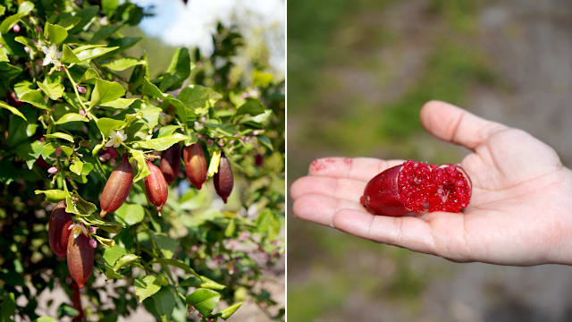 central florida fruit