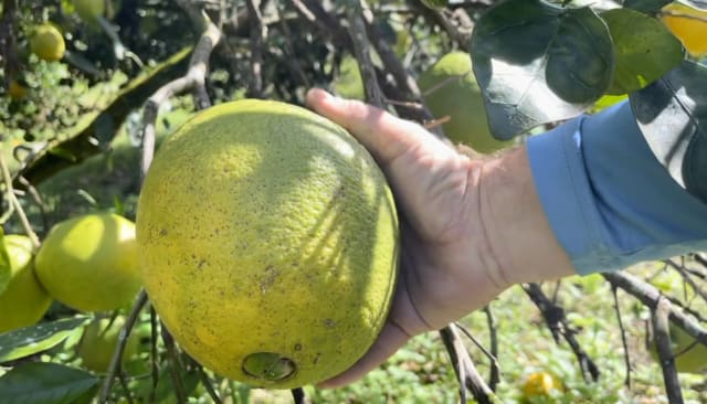 orange tree fruit problems