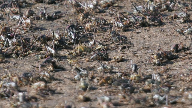 Blood-red crickets invade Nevada town, residents fight back with brooms ...
