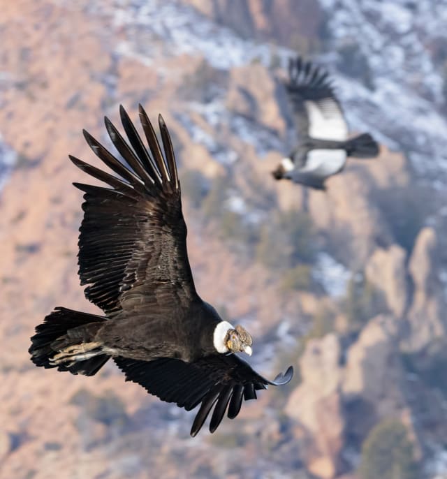flying condors