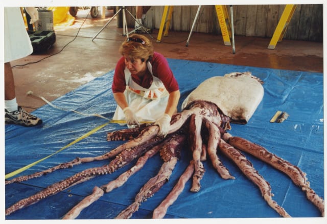 giant squid cornwall