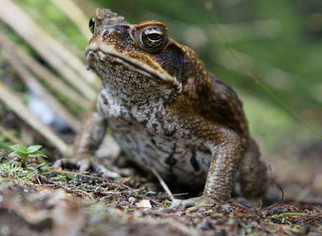 large toads florida