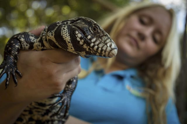 Florida’s invasive tegu lizards survive cold and eat tortoise babies ...