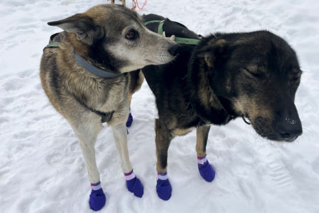 iditarod colors