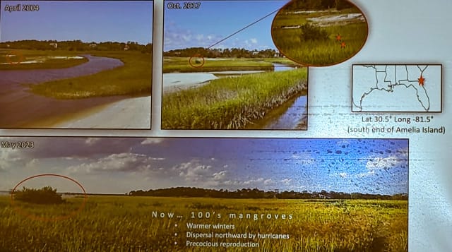Hurricanes and Warming Climate Help Mangroves Move North in Florida
