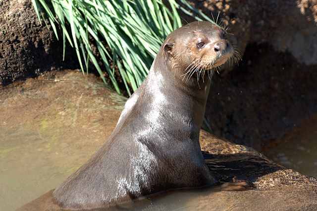 Magill Naples Florida