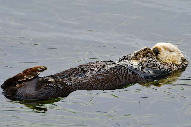 baby otters in water