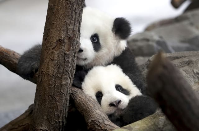 panda cubs berlin