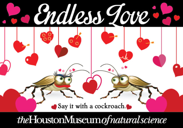 You can name a cockroach after your love for Valentine’s Day at the ...