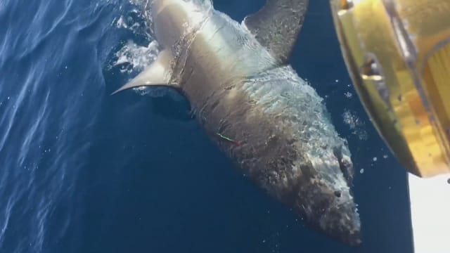 Fort Lauderdale Beach Sharks Sharks In Florida Are Common; Great White