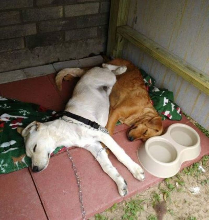 How KPRC 2 meteorologist Anthony Yanez, his family helped rescue 2 dogs ...