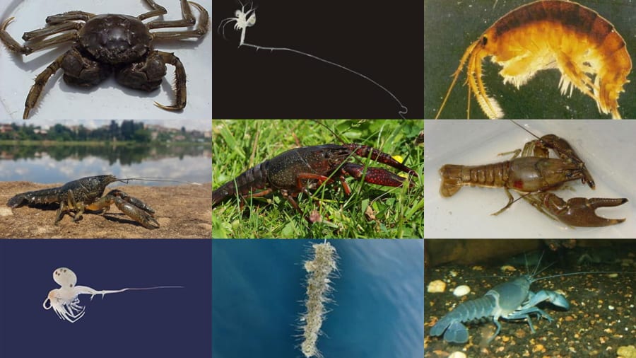 Crustaceans