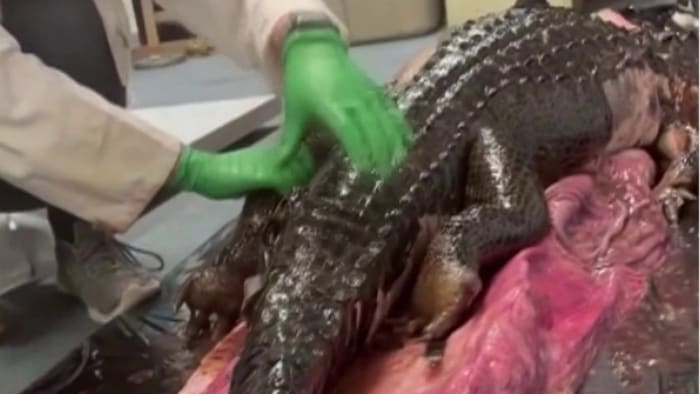 Florida python eats gator: More than a viral video