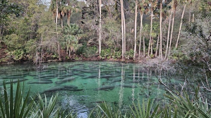 HOLY SEA COW! Almost a thousand manatees head to Blue Spring State Park ...