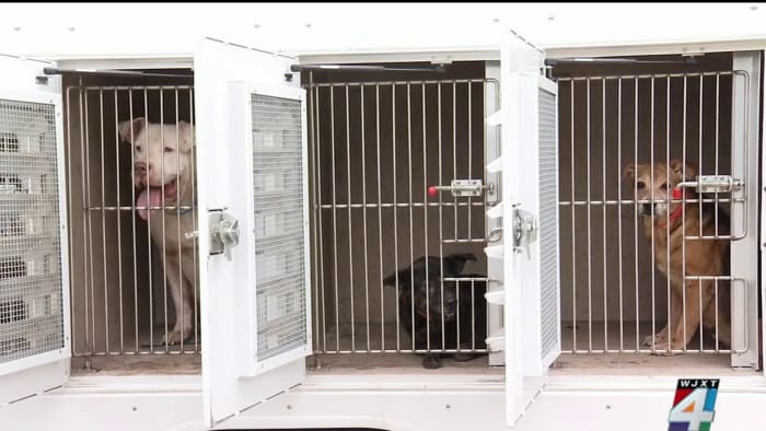 70 dogs, cats removed during mass animal surrender at Middleburg home