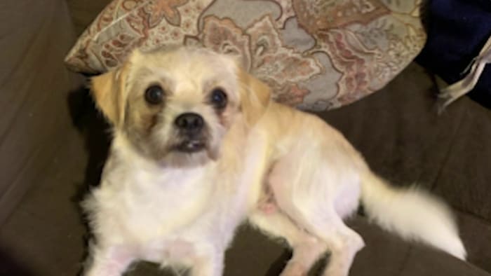 Orlando police seek help finding stolen shih-poo named Sebastian
