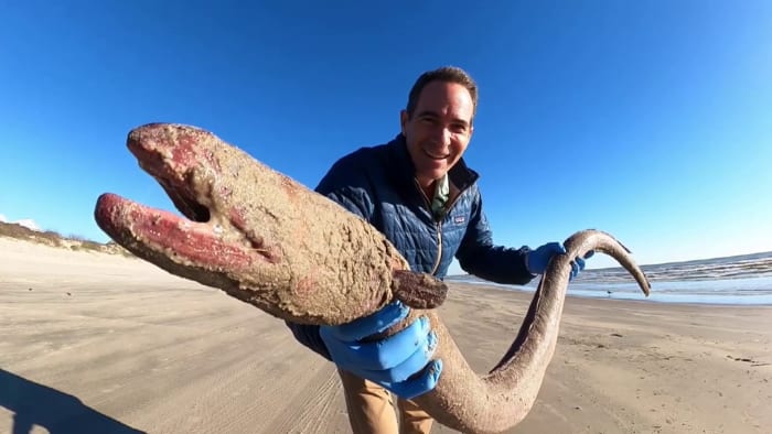 ‘Basically as big as they get’: Texas researcher finds huge eel washed ...