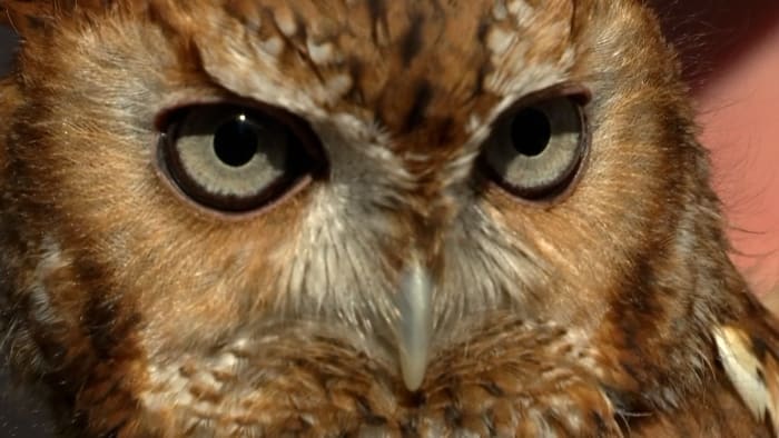 🦉Florida Owl finalist in ‘Superb Owl’ contest, Hoo could win $5K with ...
