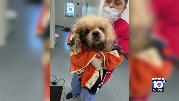 Boca Raton animal rescue treating dog found badly abused, stuck to sidewalk