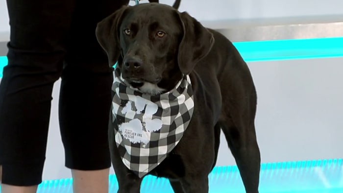 Paws-ing 4 Pets| Give Mandy a forever home