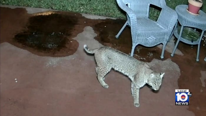 WILD FLORIDA: Bobcat spotted in backyard of Broward home