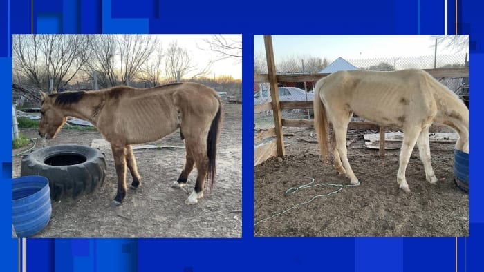 Emaciated horses rescued from horrendous living condition, BCSO says