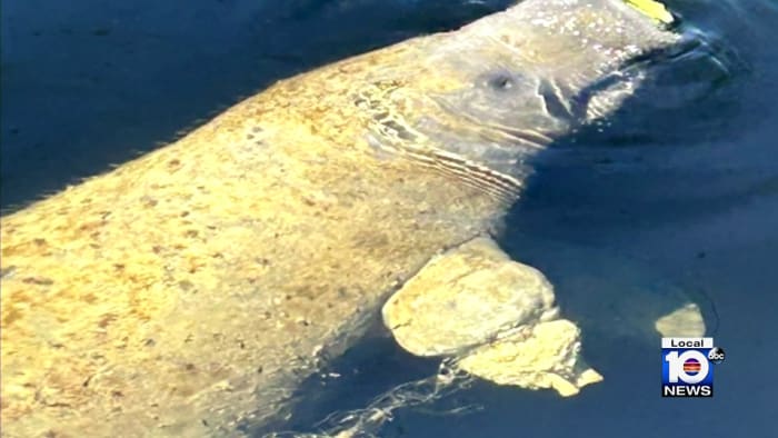 Manatee in distress rescued in Florida Keys