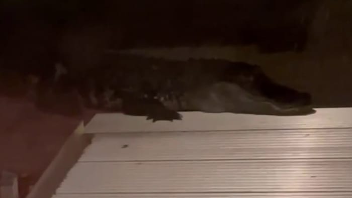 FWC trapper euthanizes alligator that bit man’s leg in Daytona Beach ...