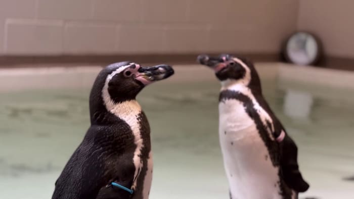 10 Humboldt penguins arrive at Houston Zoo ahead of Galápagos Islands ... 10 Humboldt penguins arrive at Houston Zoo ahead of Galápagos Islands ...