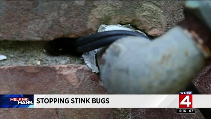 Stink bugs invade Metro Detroit homes
