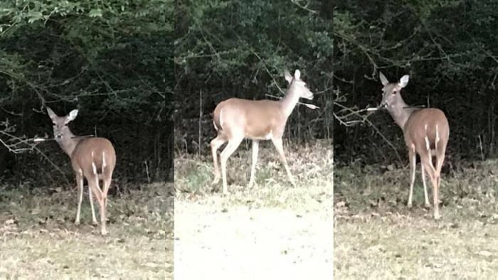 Deer with arrow through neck