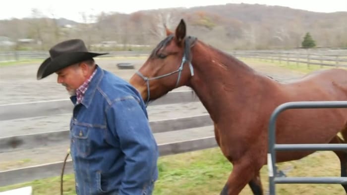 Buchanan farm continues to help veterans heal