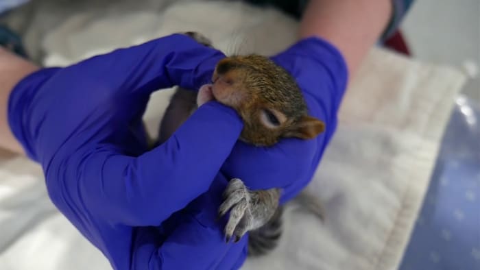 Spring fever? Animals feel it, too! Baby season begins at SWVA Wildlife ...