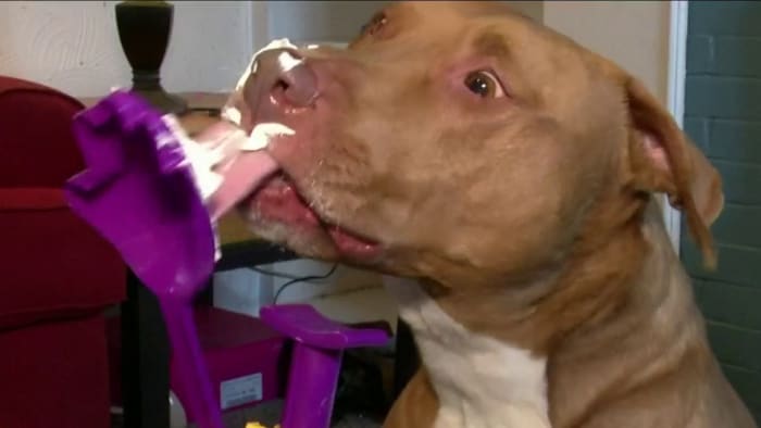 Have fun with your pets with these fun games