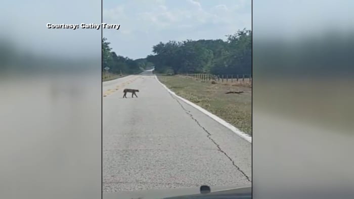 Bobcat and gator square off in wild Florida standoff that was caught on ...