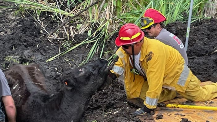 Seminole fire crews rescue cow trapped in mud for 24 hours